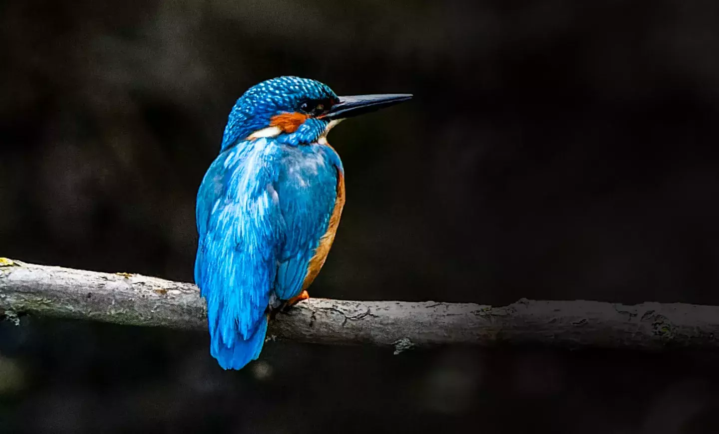 Guarda Rios | Ravasqueira
